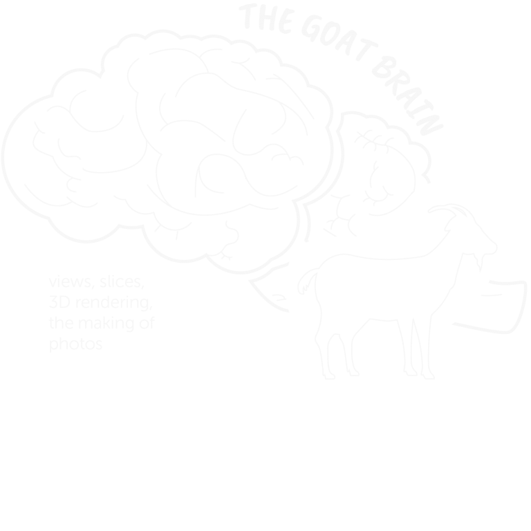 GoatBrain – Anatomie en Neurowetenschappen