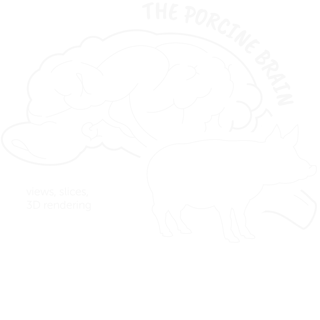 Pig Brain – Anatomie en Neurowetenschappen